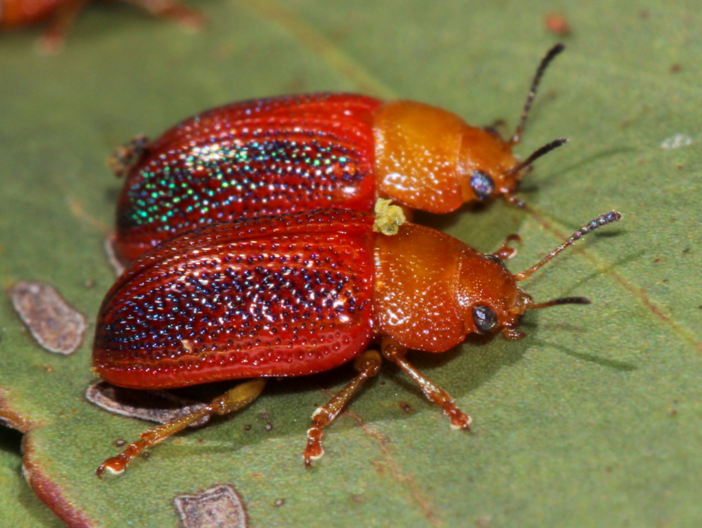 Acacia leaf beetle | Project Noah