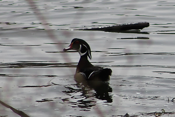Wood Duck | Project Noah