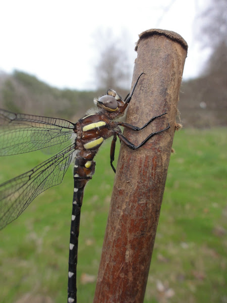 Dragonfly | Project Noah