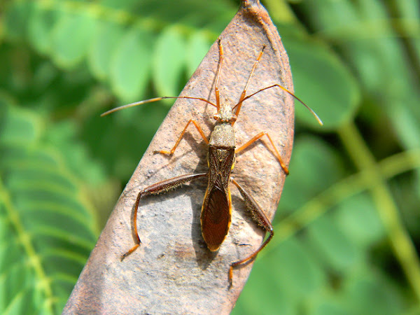 pod-sucking bug | Project Noah