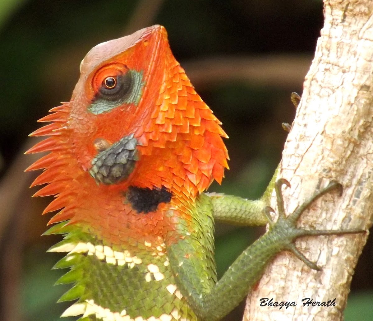 Green Forest Lizard | Project Noah