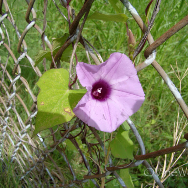 Sharp-Pod Morning Glory. | Project Noah