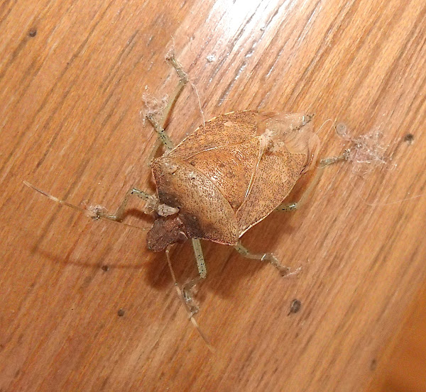 Brown Marmorated Stink Bug | Project Noah