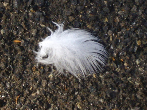 Semi plume Feather | Project Noah