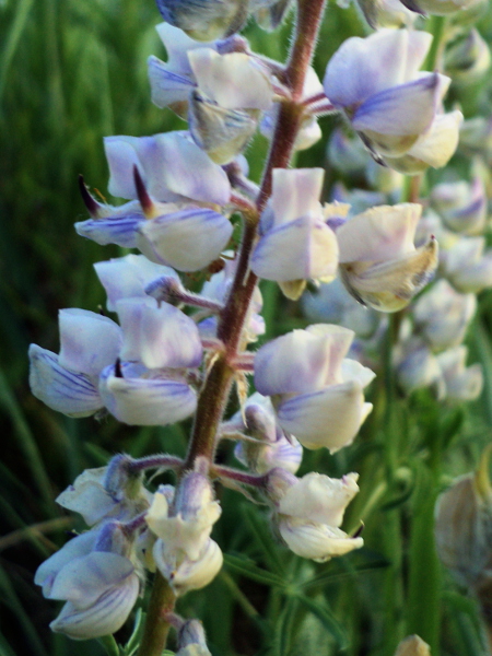 Silver Lupine | Project Noah