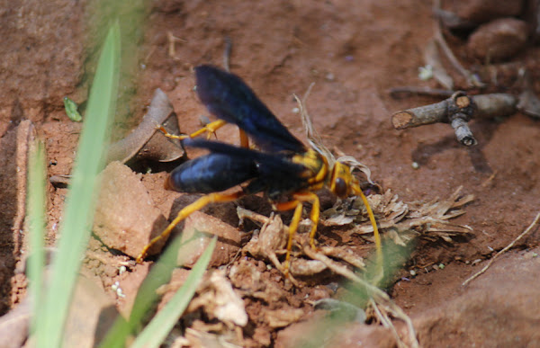 Spider Hunting Wasp | Project Noah