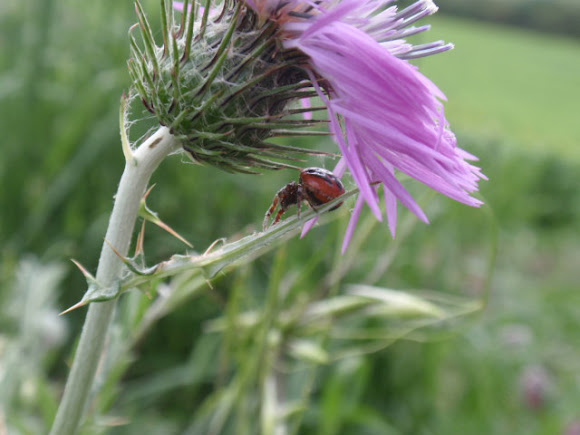 Napoleon spider | Project Noah
