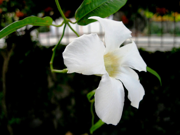 White Bower Vine | Project Noah