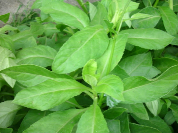 Longetivity Spinach | Project Noah