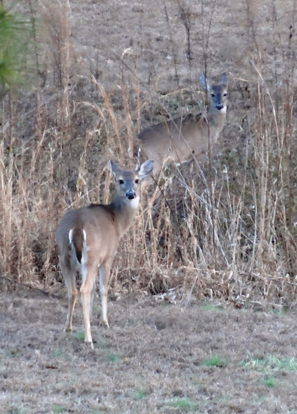 White-tailed Deer | Project Noah