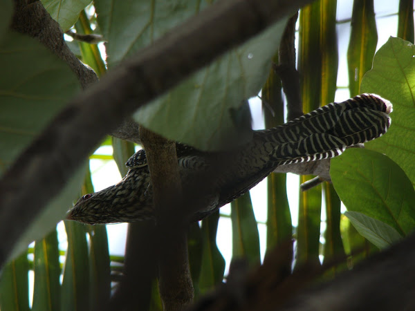 Asian Koel - Female | Project Noah