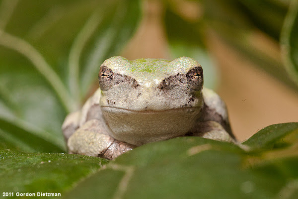 North American Tree Frog | Project Noah