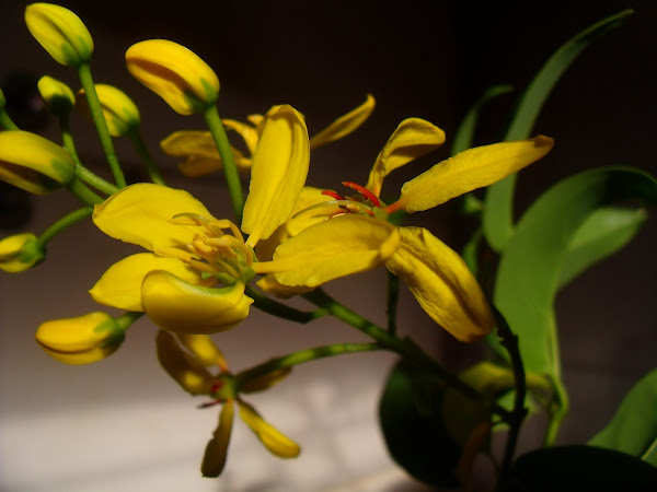 Australian Gold Vine | Project Noah