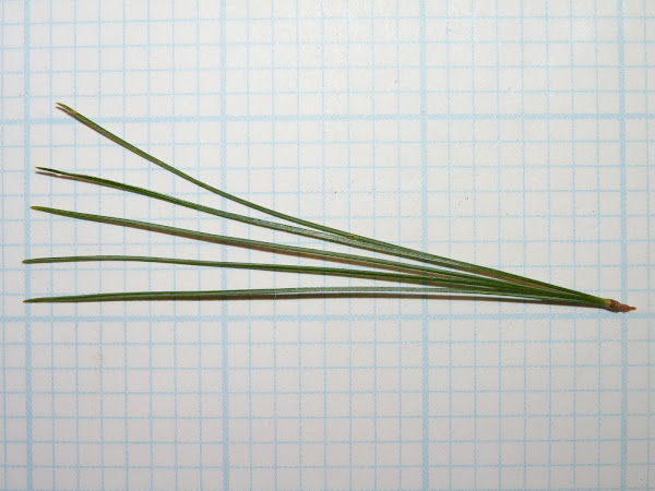 Eastern White Pine | Project Noah