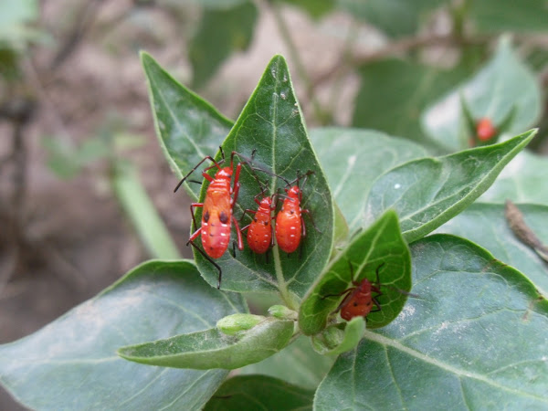 Red Silk Cotton Bug | Project Noah