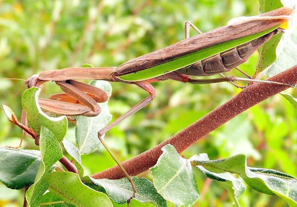 Chinese Praying Mantis (Egg case) | Project Noah
