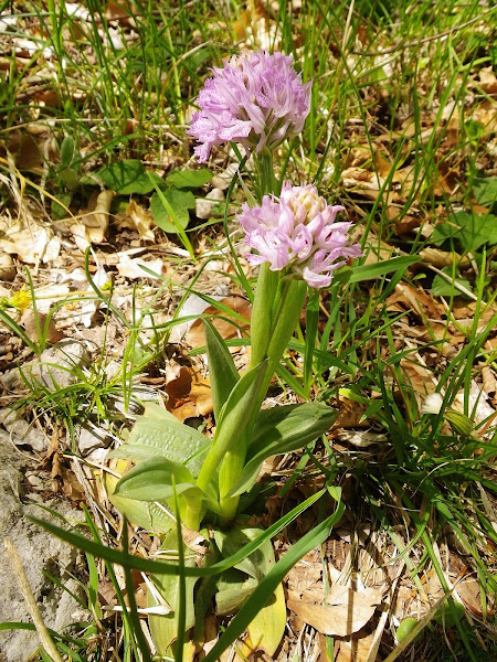 Three-toothed orchid, trozubi kaćun | Project Noah