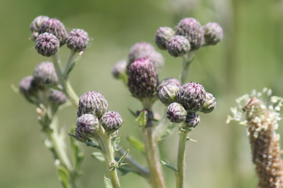 Canadian thistle | Project Noah