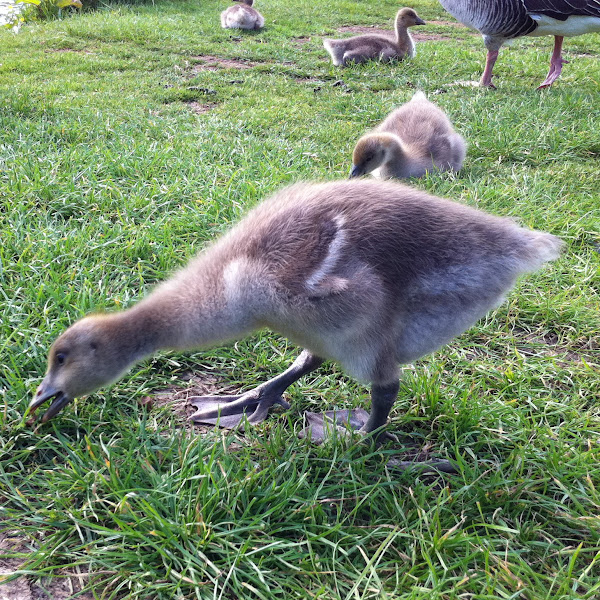 Greylag Geese | Project Noah