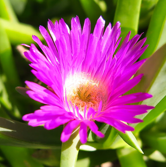 Angular Pigface | Project Noah