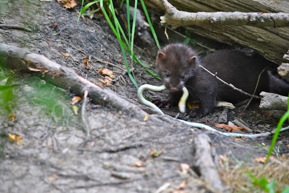 Mustela frenata - Long-tailed Weasel | Project Noah