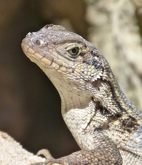 Little Bahama curly-tailed lizard | Project Noah