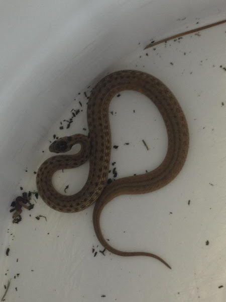 Texas Brown Snake | Project Noah