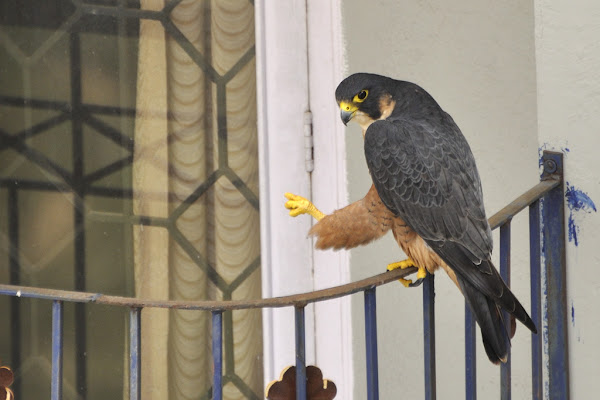 Shaheen Falcon | Project Noah