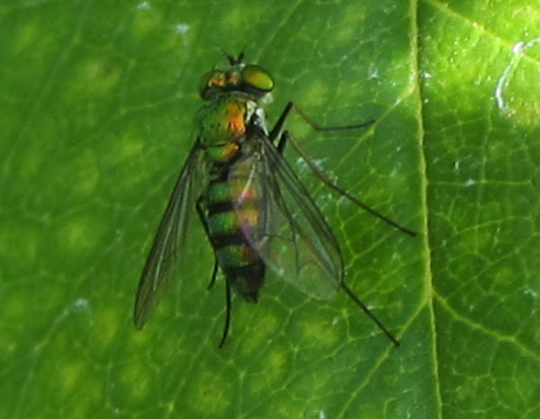 Long-Legged Fly | Project Noah