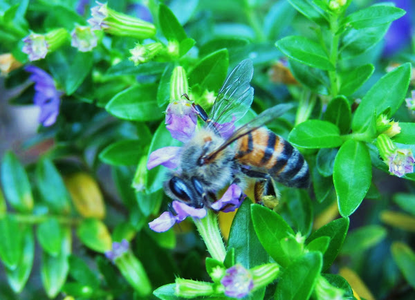 Abeja | Project Noah