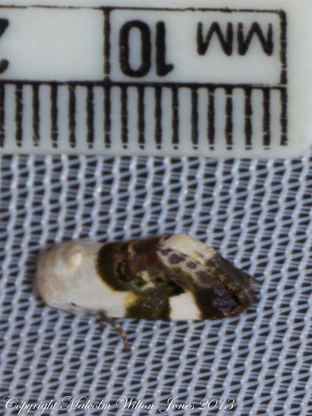 Pale Shoulder Moth | Project Noah