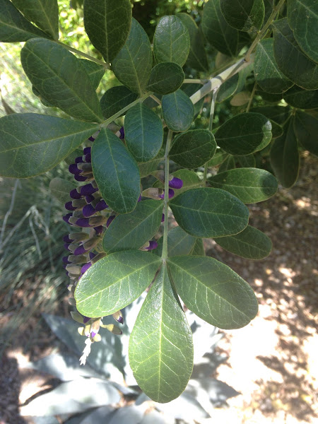 Mescal Bean | Project Noah