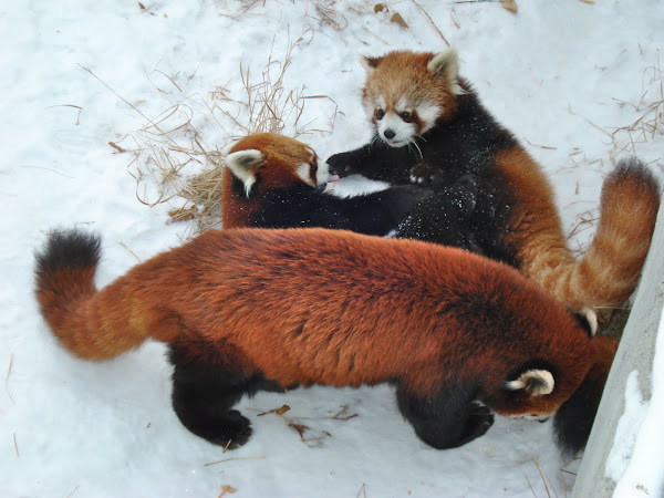 Red panda | Project Noah