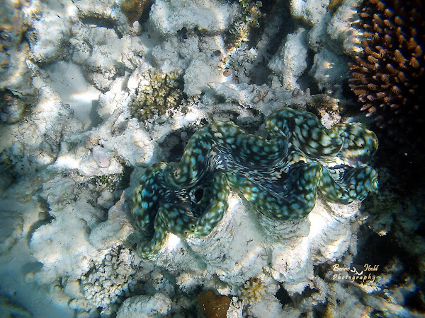 Giant clam | Project Noah