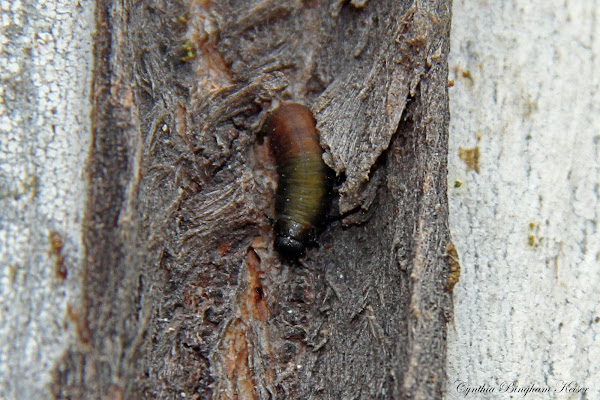 Australian Tortoise Beetle Larvae | Project Noah