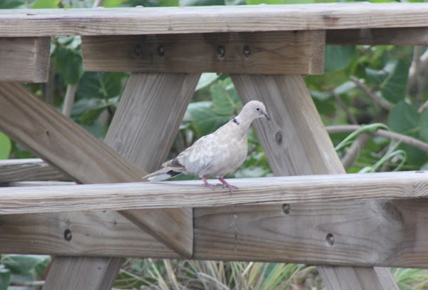 Eurasion Collared-Dove | Project Noah