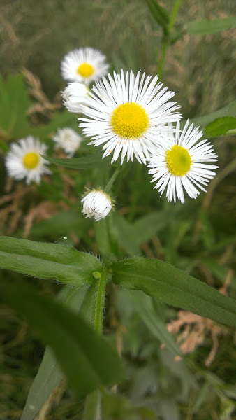 Daisy Fleabane | Project Noah