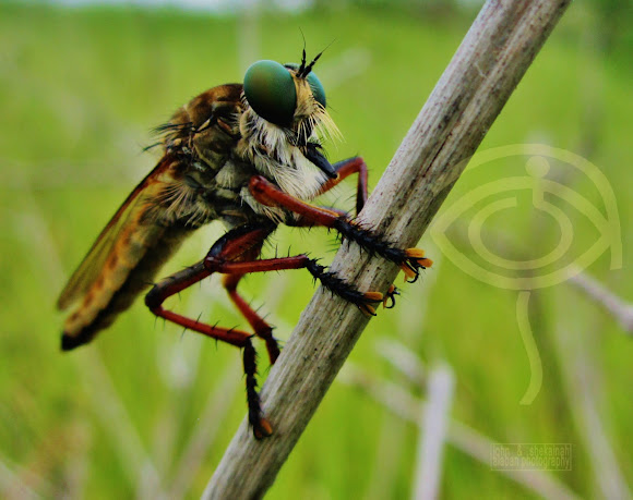 robber fly | Project Noah