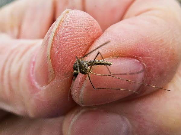 Snow Mosquito | Project Noah