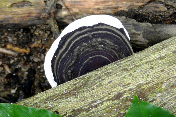 Grey Tooth Fungi | Project Noah