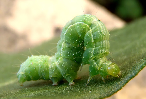 Caterpillar Autographa gamma. Oruga | Project Noah