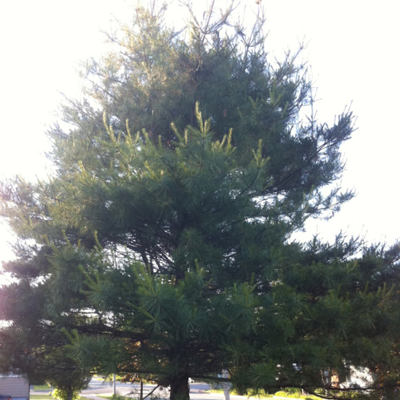 White Pine | Project Noah