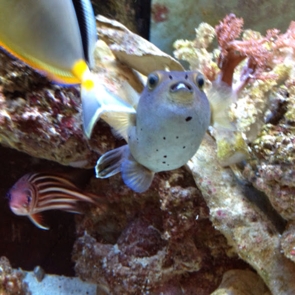 Dog-faced Puffer Fish | Project Noah