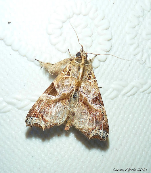 Florida Fern Moth | Project Noah