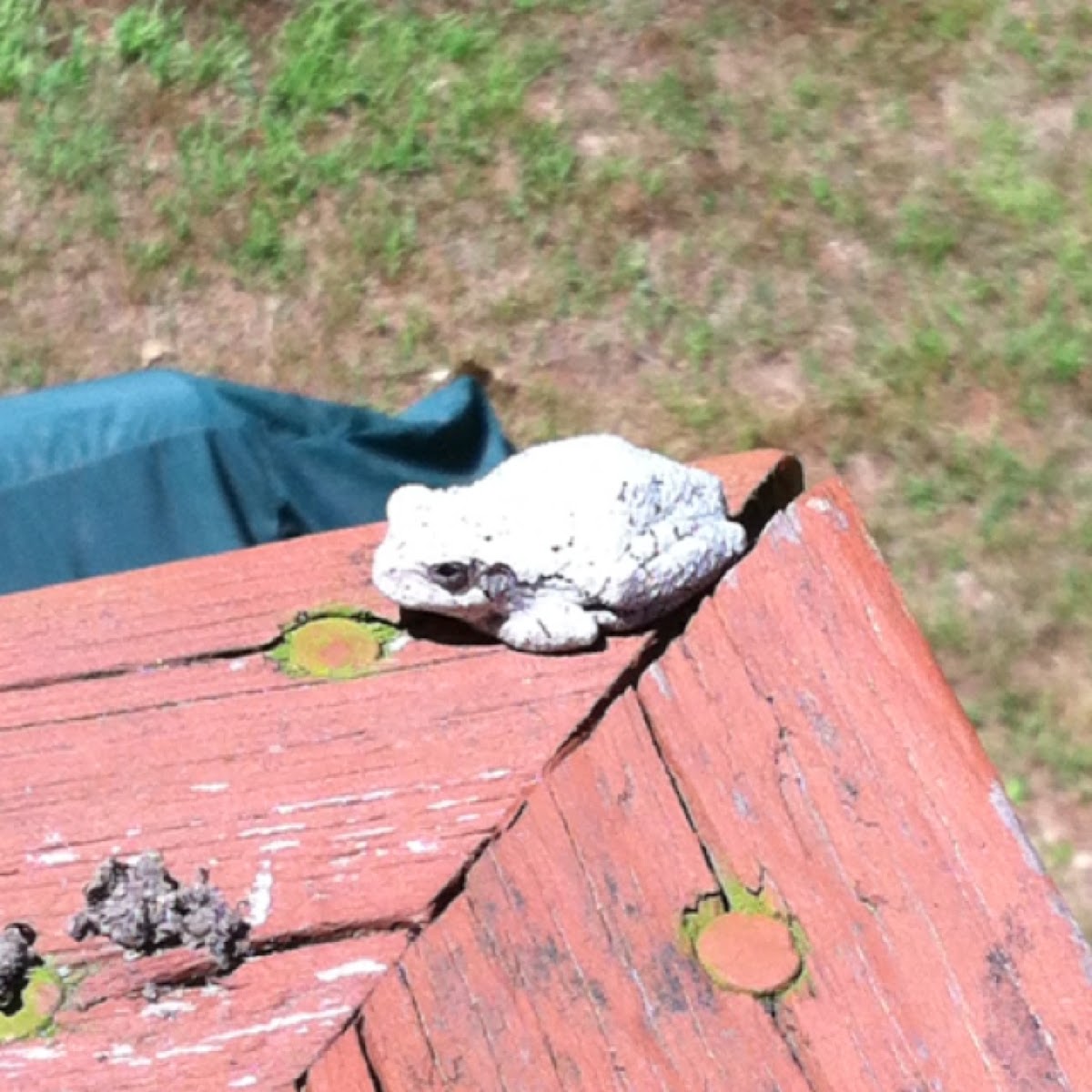 Gray Treefrog | Project Noah