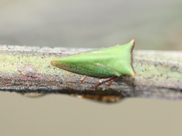 Horned treehopper - female | Project Noah