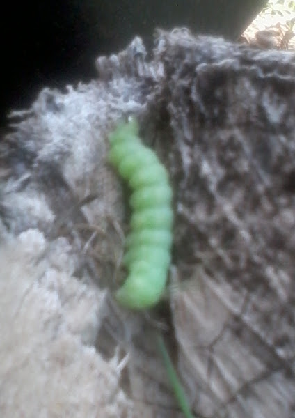 Caterpillar | Project Noah