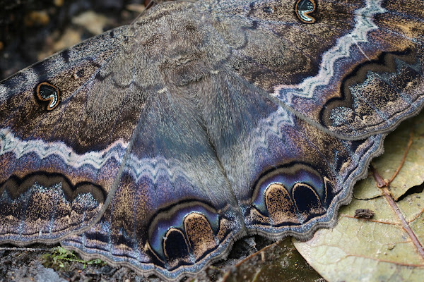 Black Witch moth | Project Noah