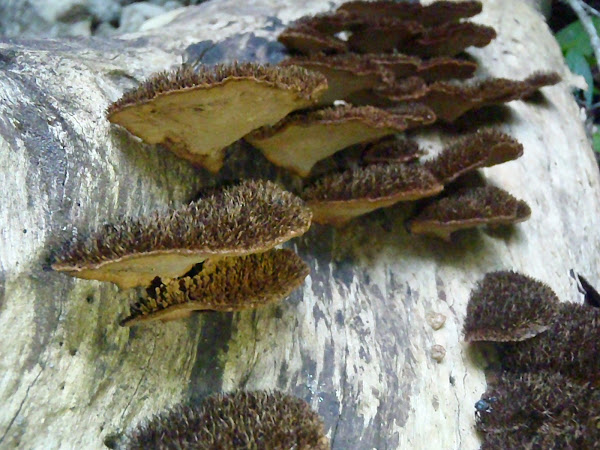 Fuzzy Shelf Fungus | Project Noah