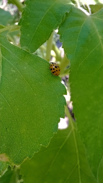 multicolored Asian Lady beetle | Project Noah